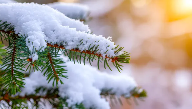 Pine Branch Winter Melts: Nature's Refreshing Icicles and Snowfall ...